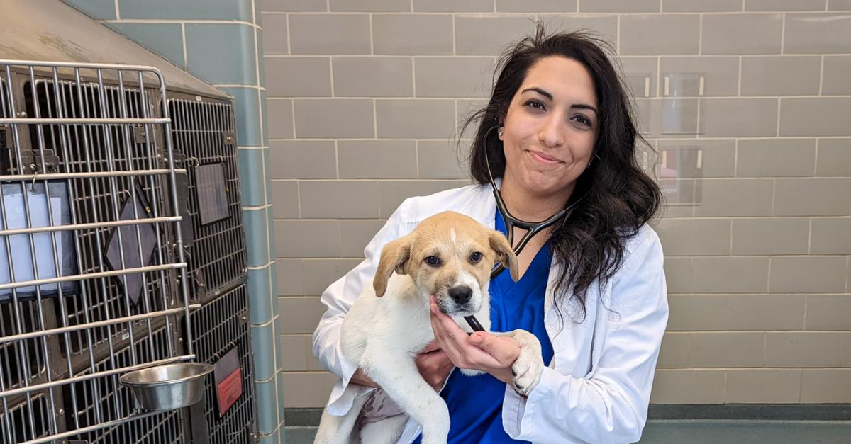 Prioritizing Mental Health and Well-Being of Veterinary Professionals ...