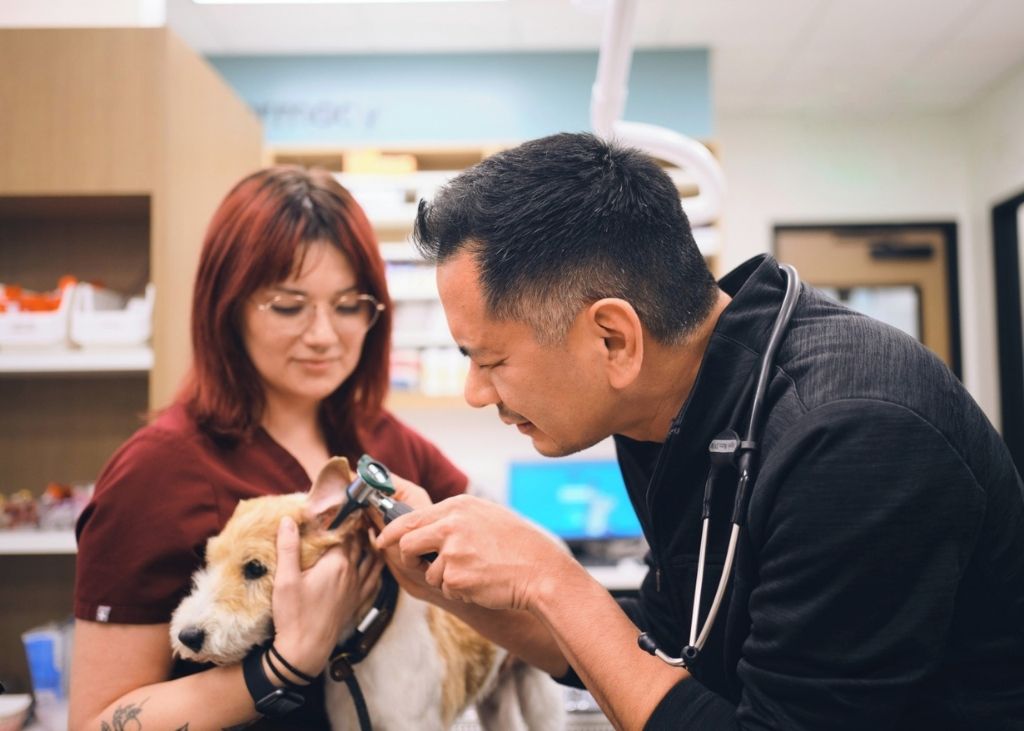 Strengthening the Veterinary Workforce by Expanding Educational Access ...