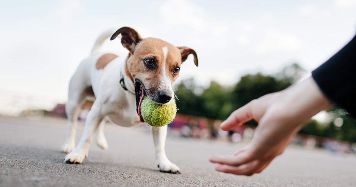 Revolutionizing animal care | Zoetis