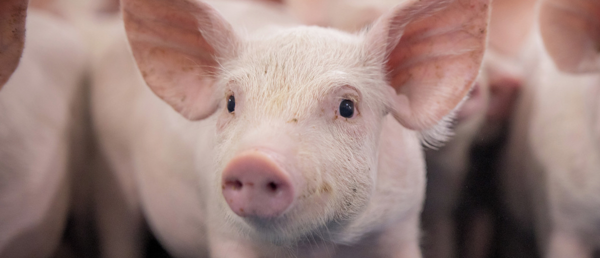 Zoetis Animal Health - Global Animal Health Company | Zoetis