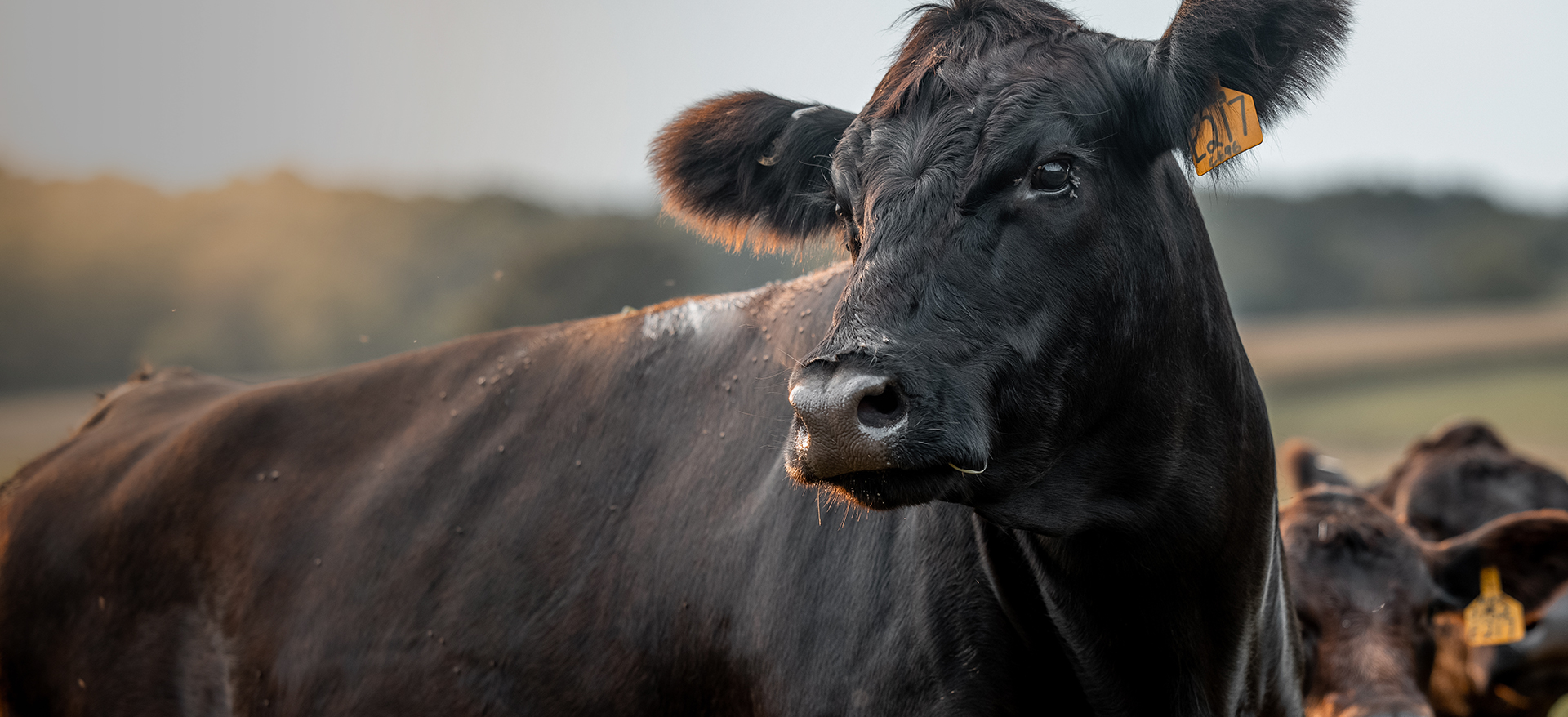 Zoetis Animal Health - Global Animal Health Company | Zoetis