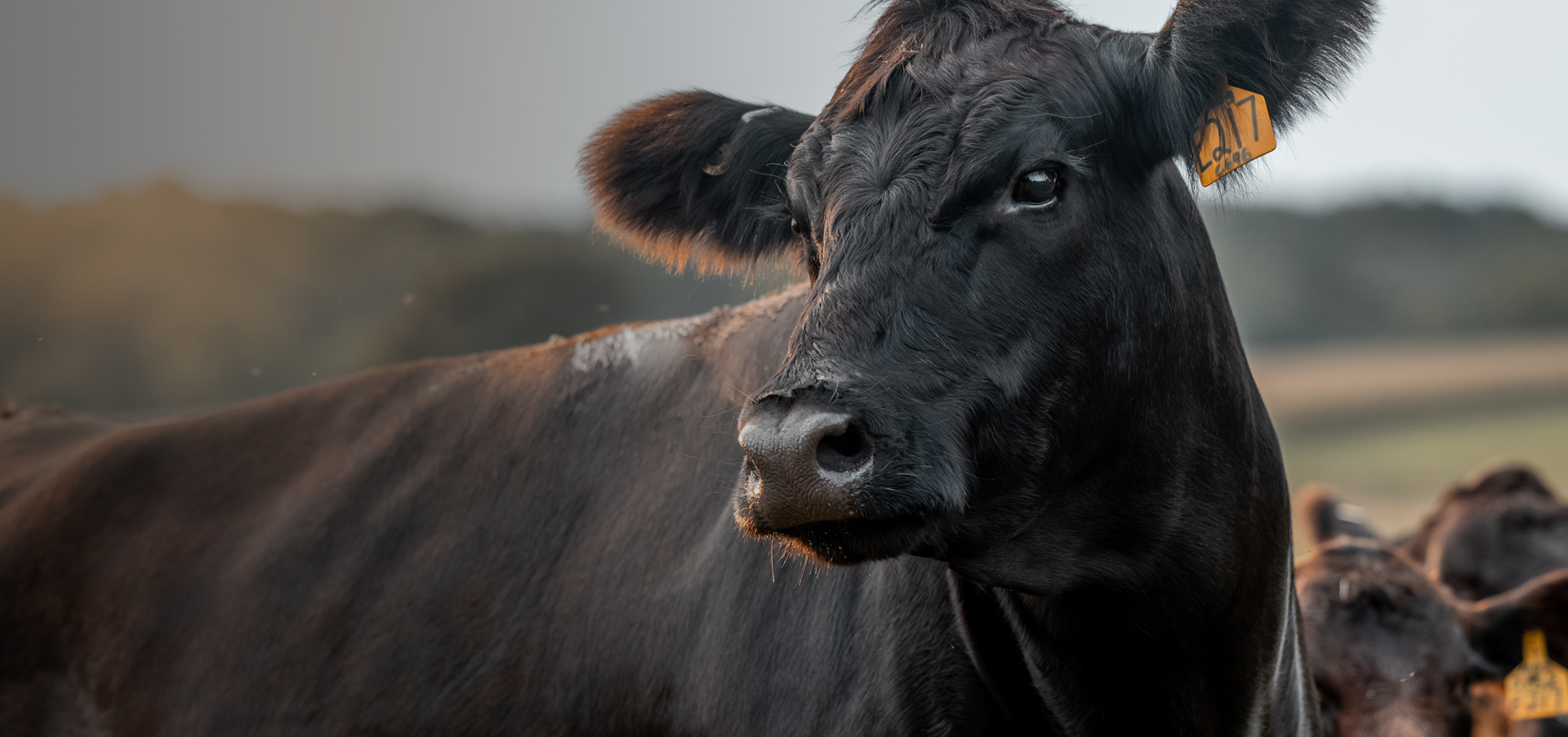 Zoetis Animal Health - Global Animal Health Company | Zoetis