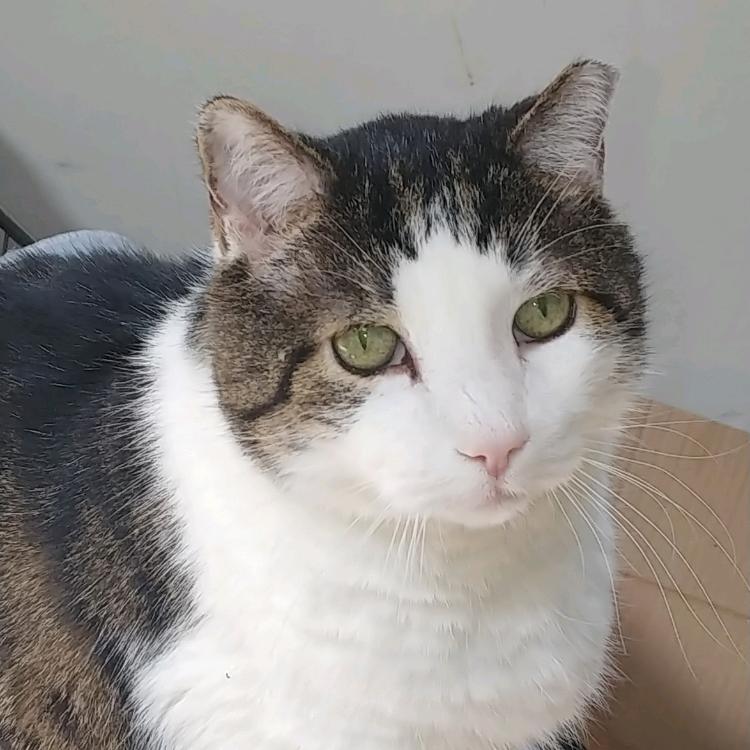 Look Completely: How Genetics Screening Helped Save Sami | Zoetis